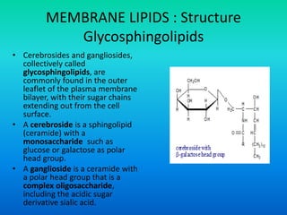 Membrane lipids contd | PPT