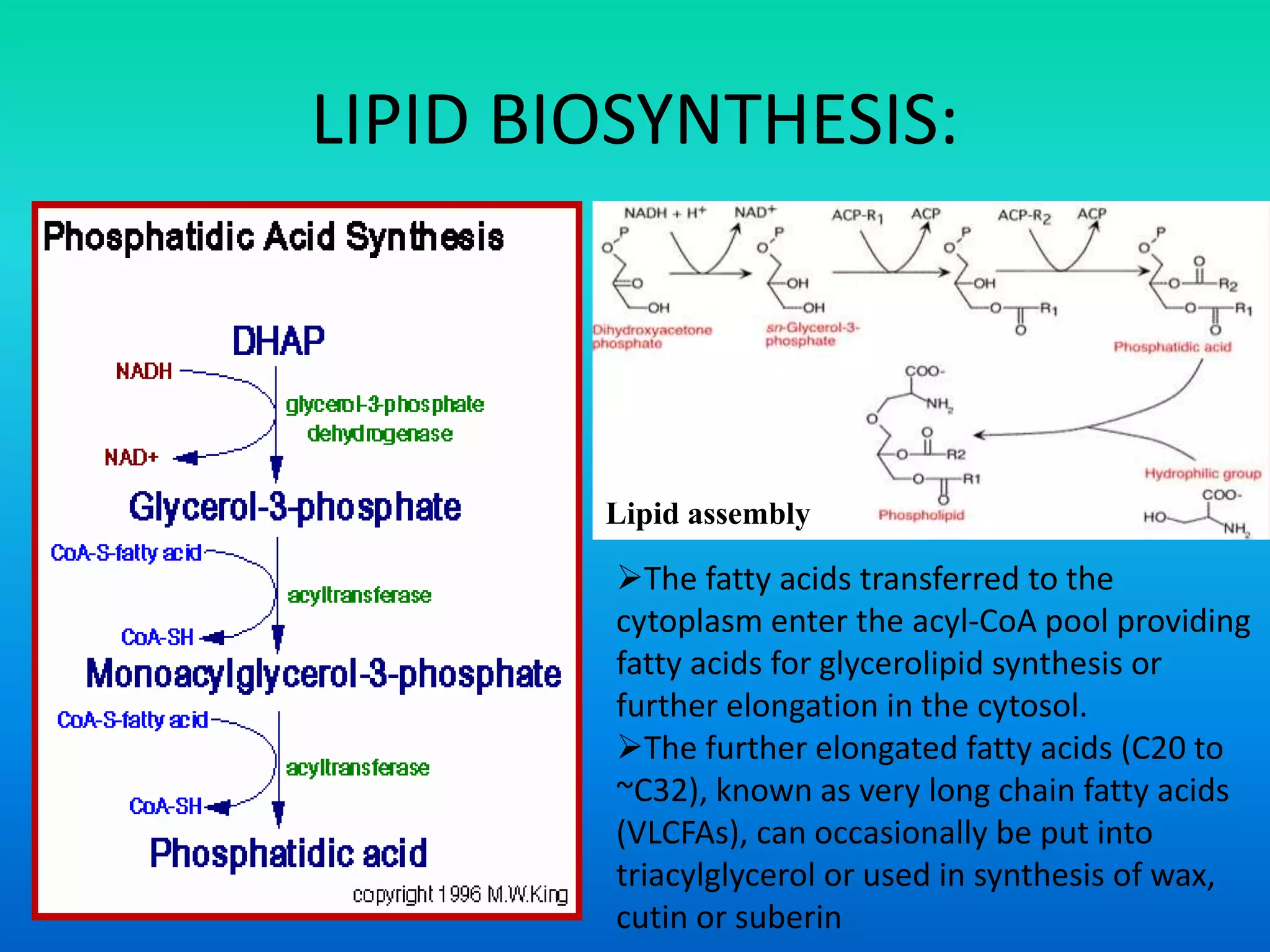 Lipid Metabolism: Anabolism | PPTX