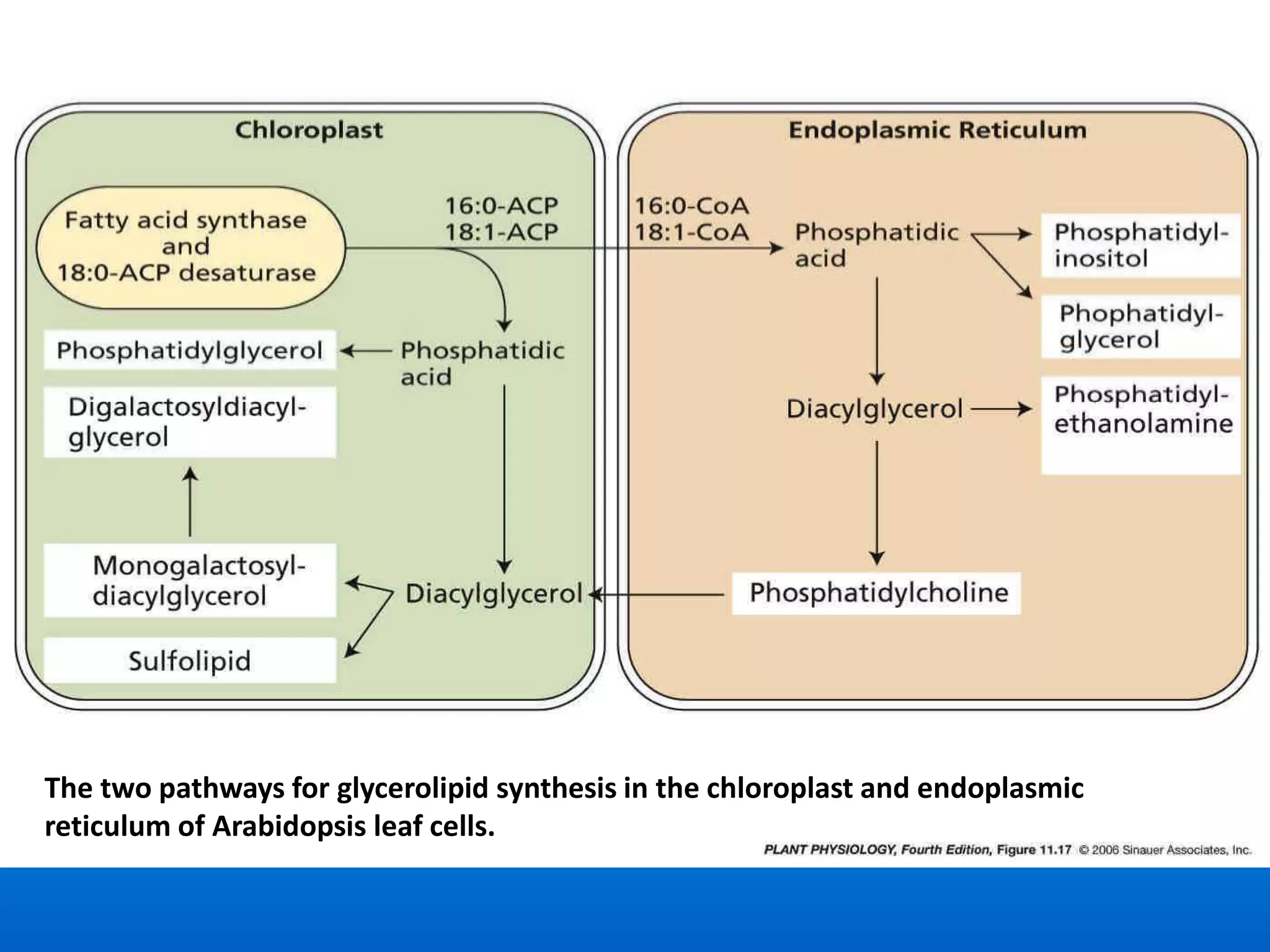 Lipid Metabolism: Anabolism | PPTX