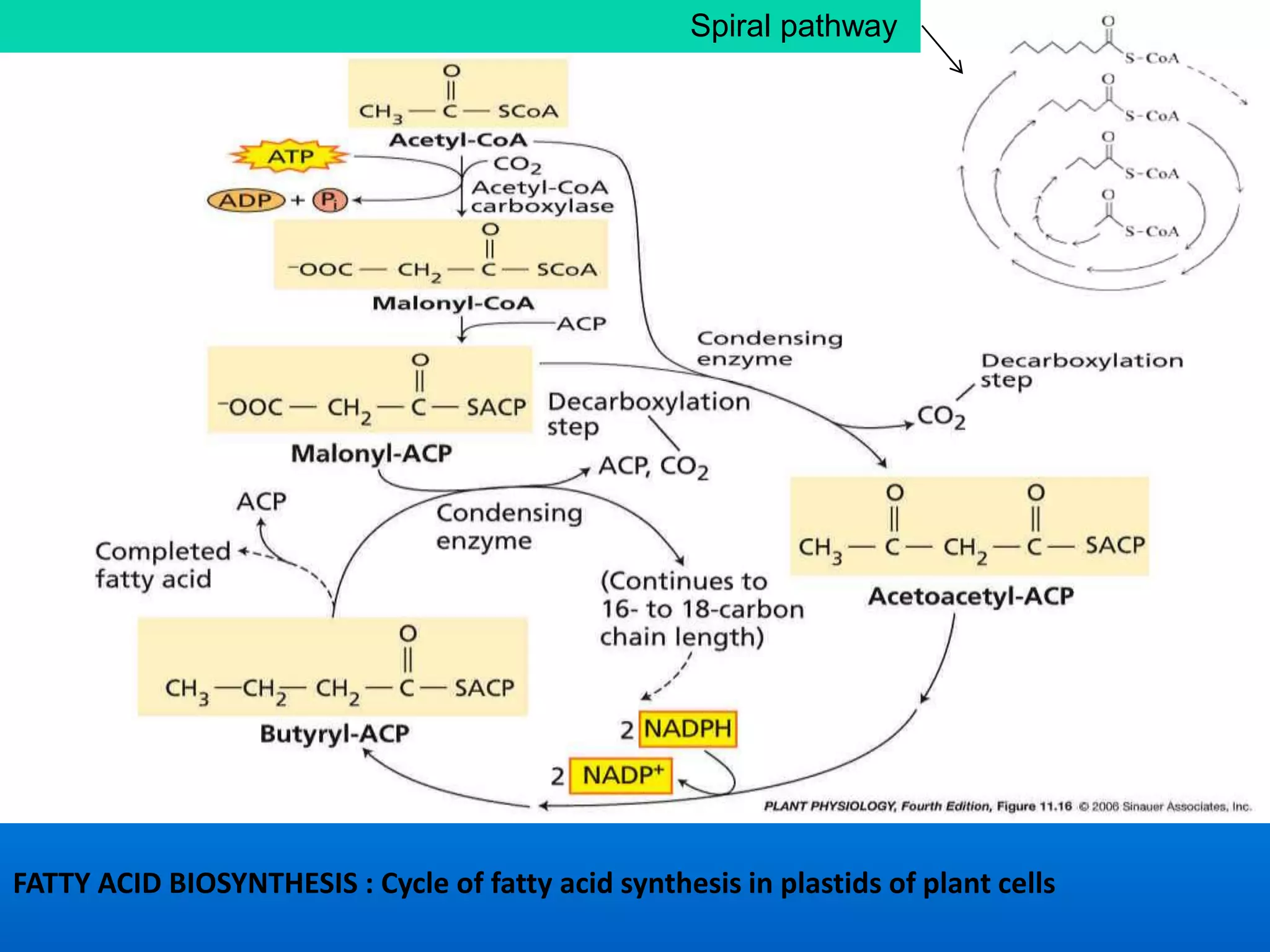 Lipid Metabolism: Anabolism | PPTX