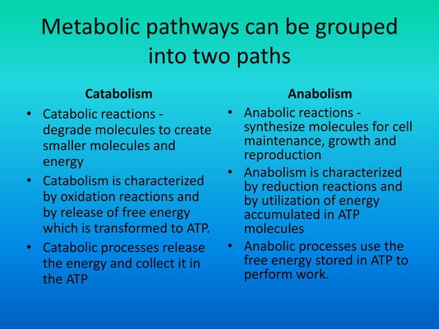 Lipid Metabolism: Anabolism | PPTX | Chemistry | Science