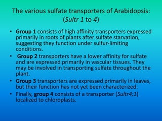 Sulphur uptake and transport in plants | PPTX