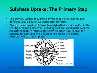 Sulphur uptake and transport in plants | PPTX