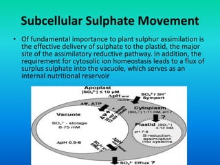 Sulphur uptake and transport in plants | PPTX