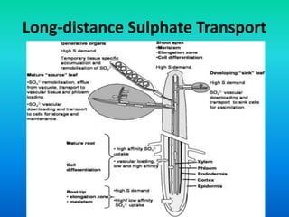 Sulphur uptake and transport in plants | PPTX