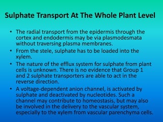 Sulphur uptake and transport in plants | PPTX