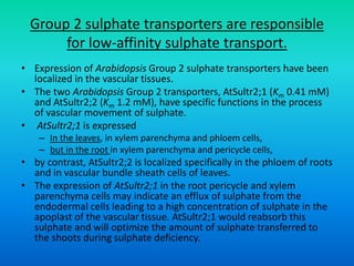 Sulphur uptake and transport in plants | PPTX