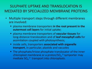 Sulphur uptake and transport in plants | PPTX