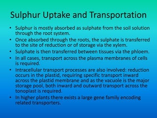 Sulphur uptake and transport in plants | PPTX