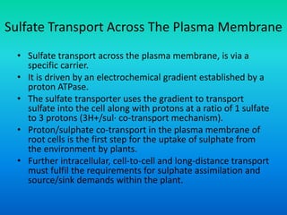 Sulphur uptake and transport in plants | PPTX