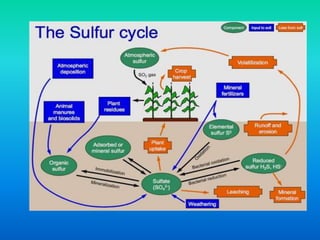 Sulphur: the macronutrient | PPT