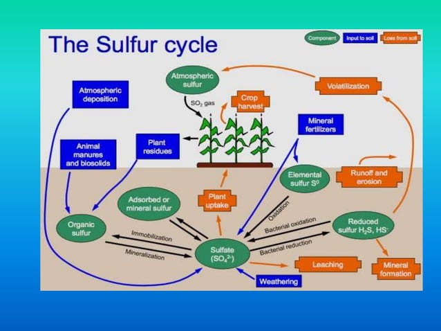 Sulphur: the macronutrient | PPT