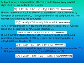 Sulphate Assimilation | PPTX