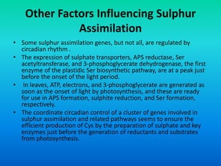 Sulphate Assimilation | PPTX