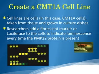 CMT slides: understand the disease. | PPT