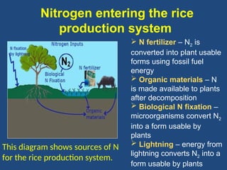 Presentation on nutrient management rice | PPT