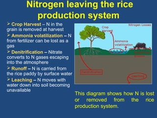Presentation on nutrient management rice | PPT