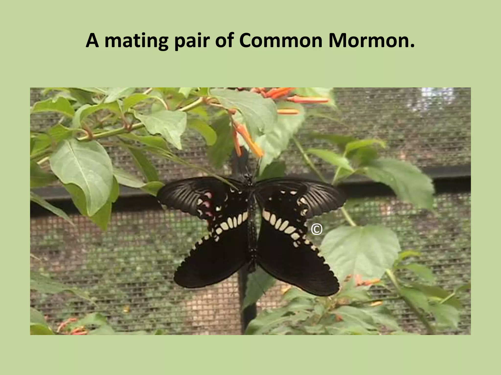Butterfly of UBKV,India (Family Papileonidae) | PPT