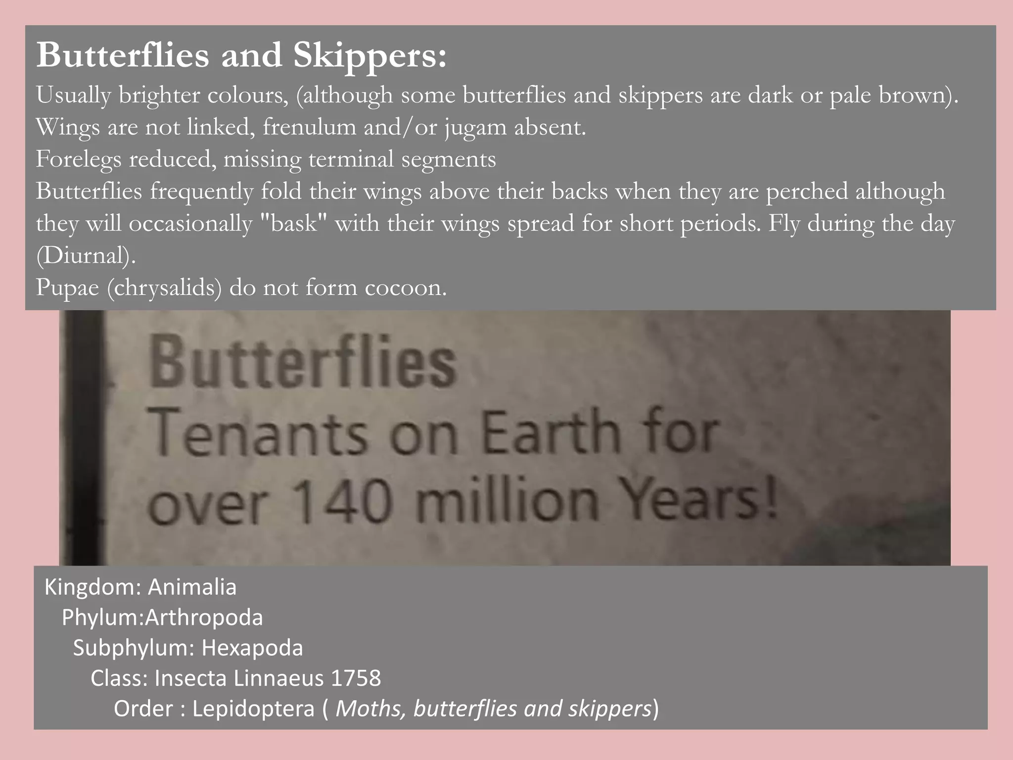 Butterfly of UBKV,India (Family Papileonidae) | PPTX