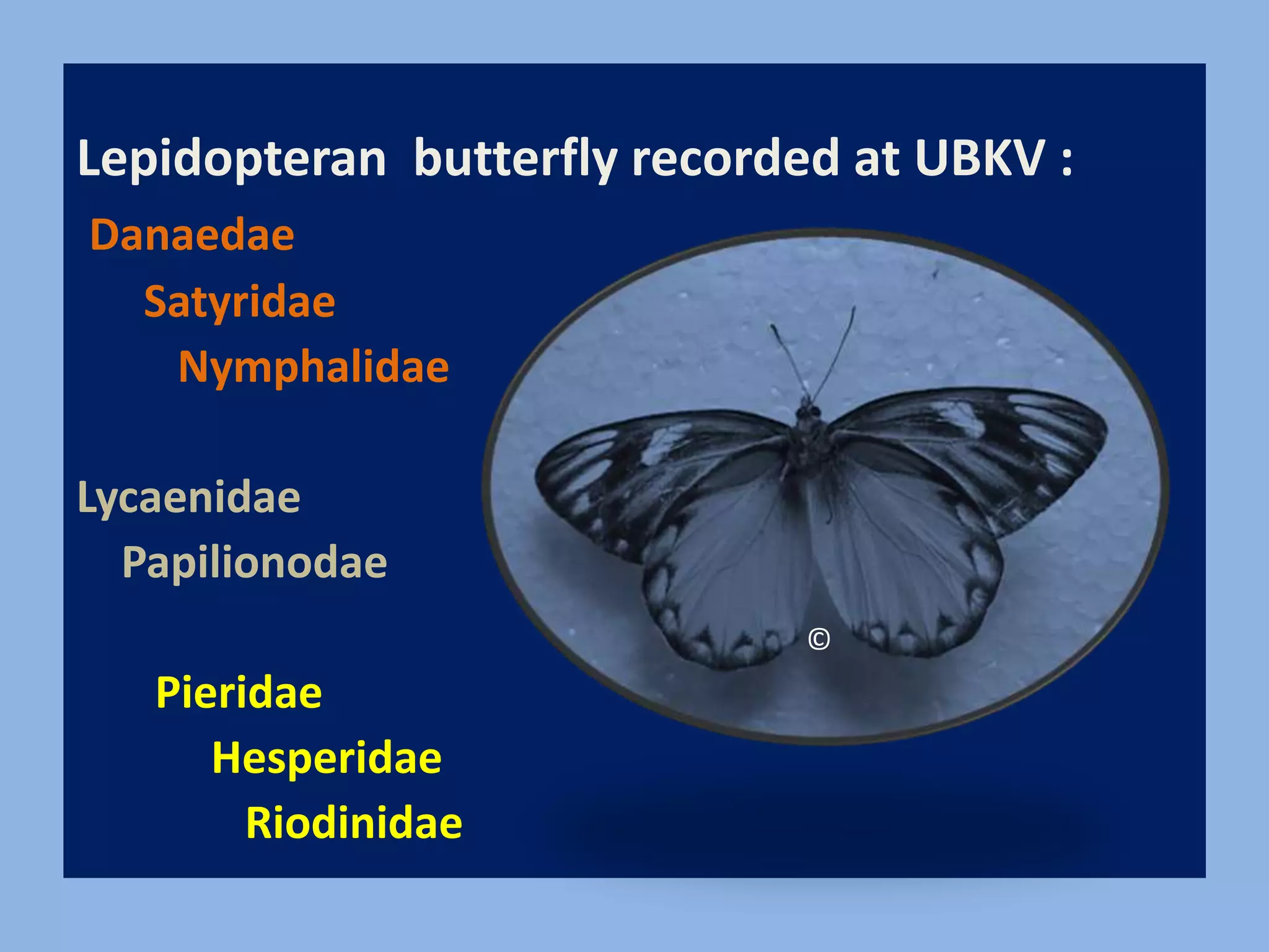 Butterfly of UBKV,India (Family Papileonidae) | PPT