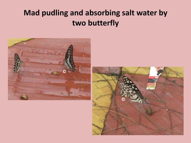 Butterfly of UBKV,India (Family Papileonidae) | PPT