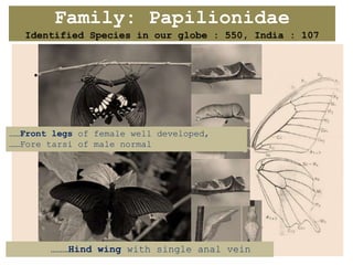 Butterfly of UBKV,India (Family Papileonidae) | PPTX
