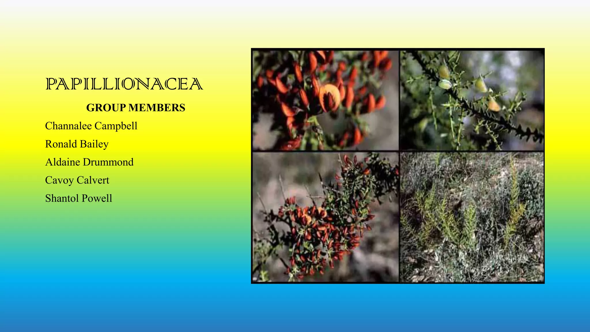 Papilionoideae Botany Presentation | PPTX