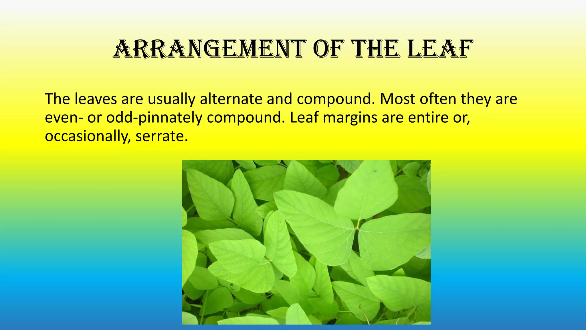 Papilionoideae Botany Presentation | PPTX