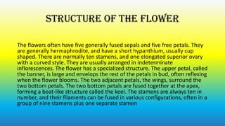 Papilionoideae Botany Presentation | PPTX