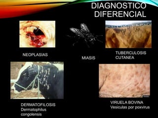 Papilomatosis bovina | PPTX