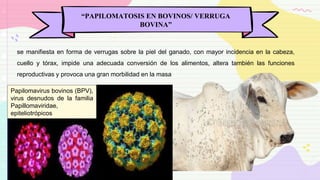 Papilomatosis en bovinos | PPTX