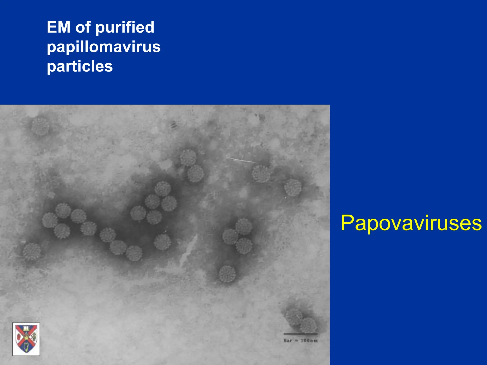 Papovavirus2005.ppt