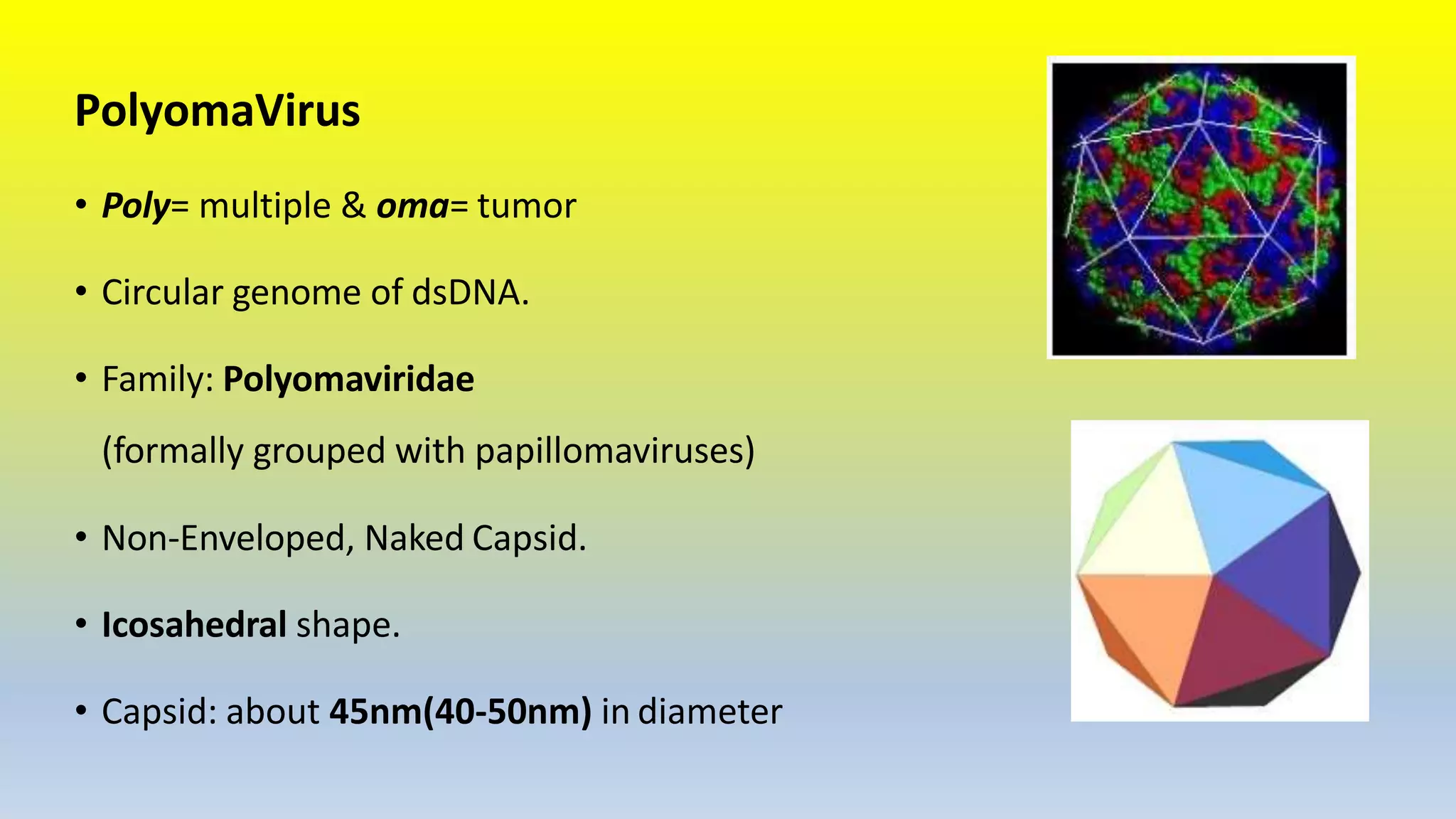 Papova viruses | PPTX