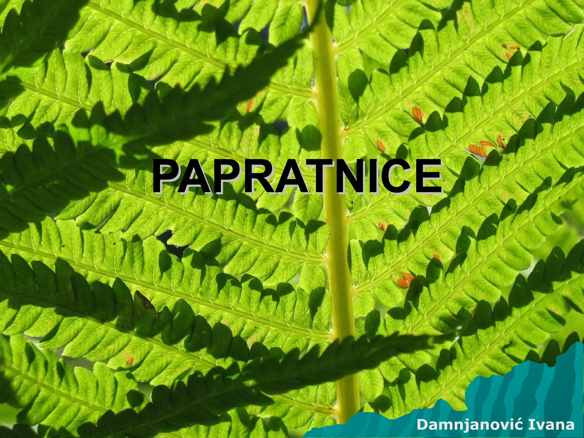 Paprati, prečice, rastavići | PPT