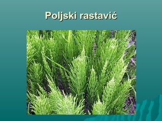 Paprati, prečice, rastavići | PPT