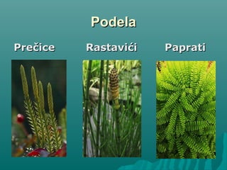 Paprati, prečice, rastavići | PPT