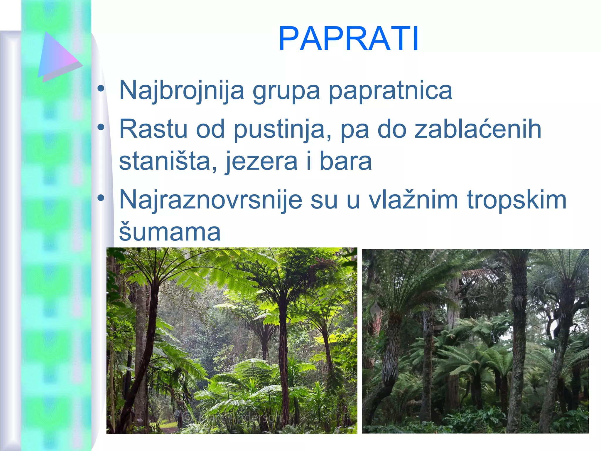 Papratnice | PPT
