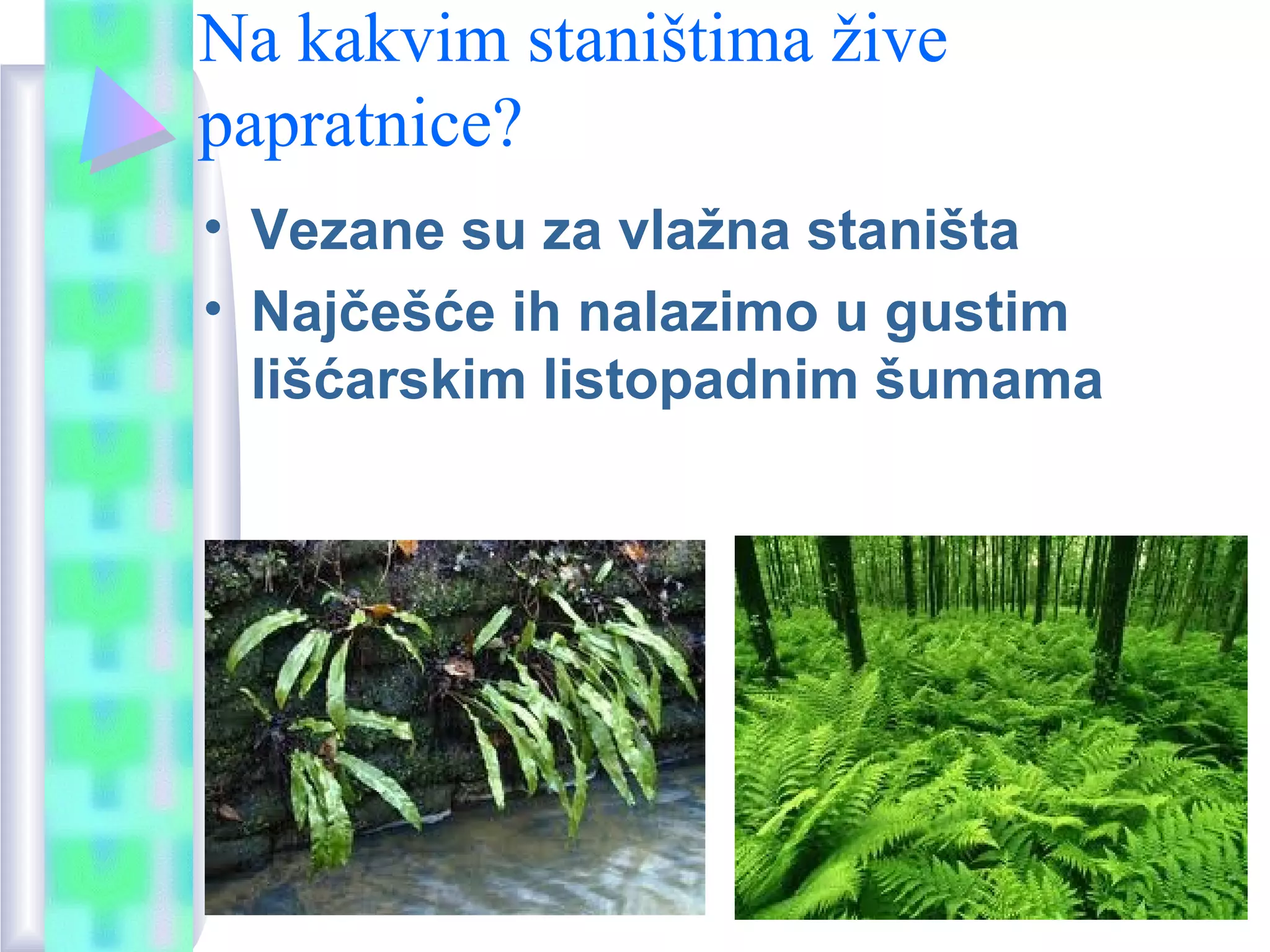 Papratnice | PPT