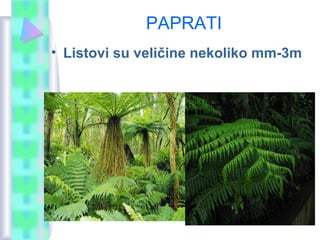 Papratnice | PPT