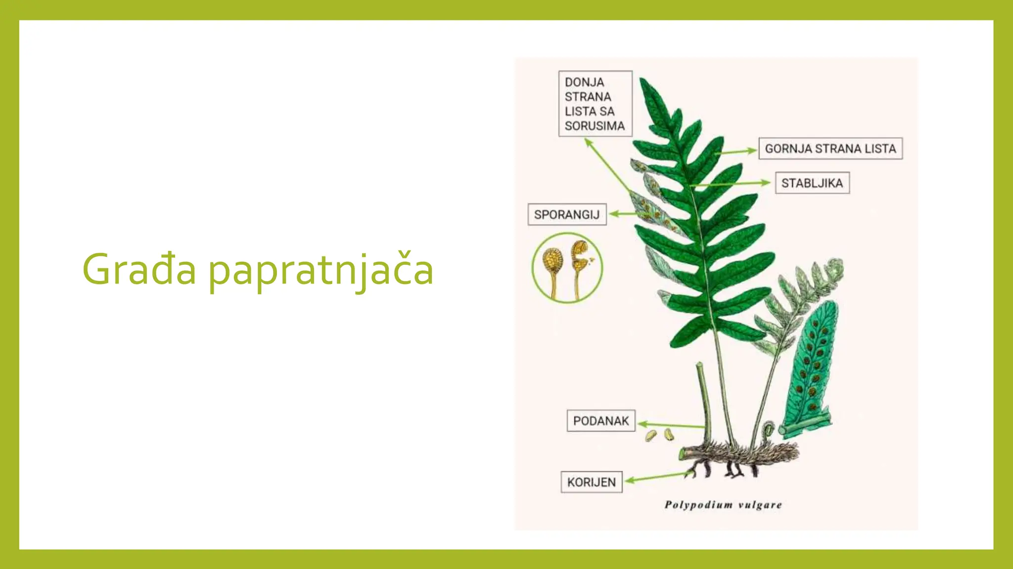PAPRATNJAČE presentation for biologija 2024 | PPTX