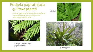 PAPRATNJAČE presentation for biologija 2024 | PPTX