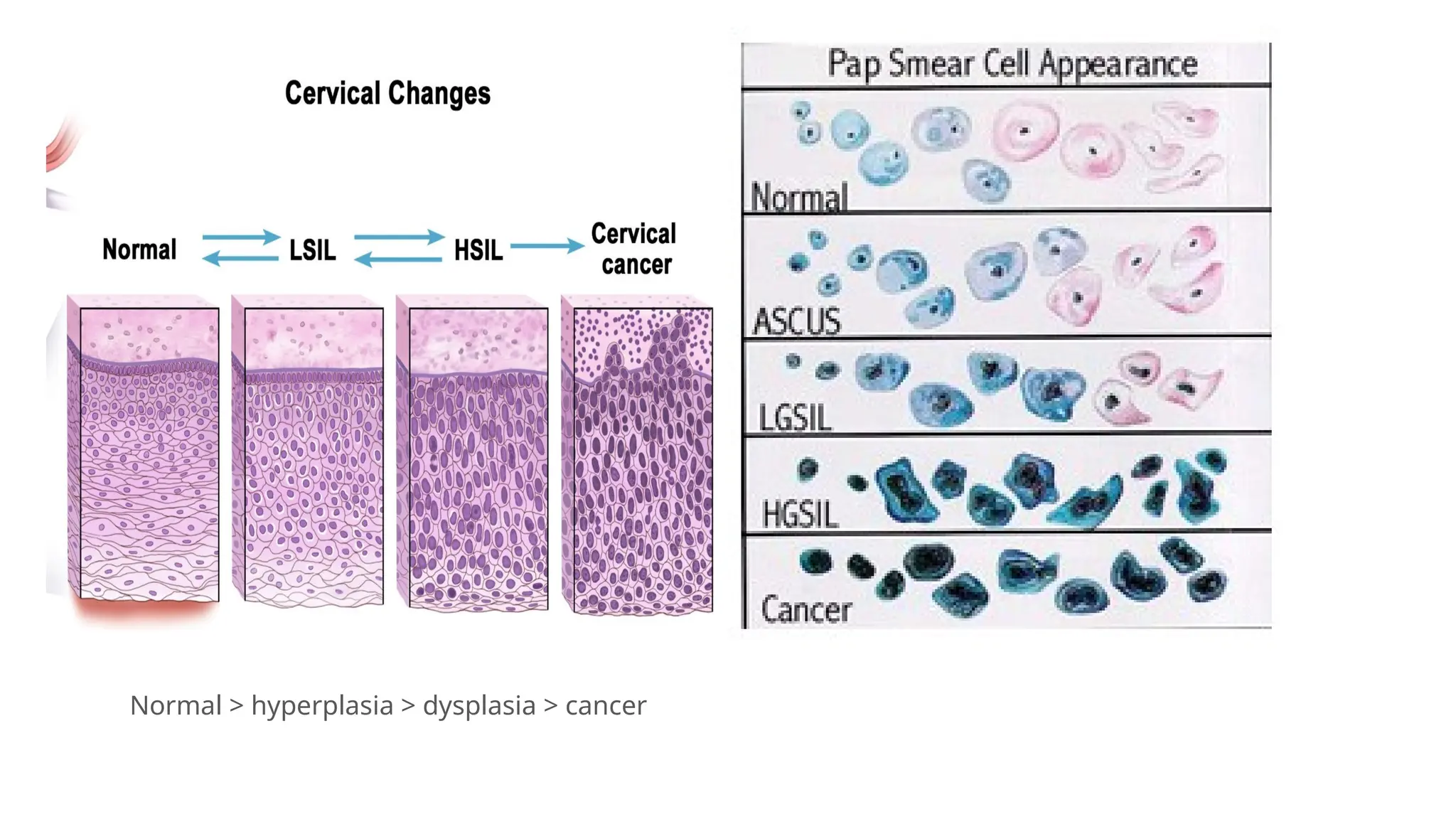 Pap Smear ppt for pathology staining + cytology | PPTX