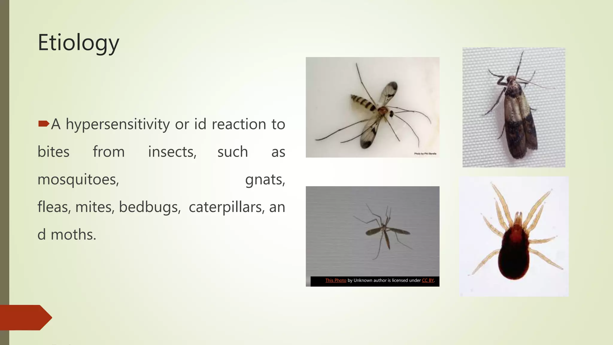 Papular urticaria | PPTX