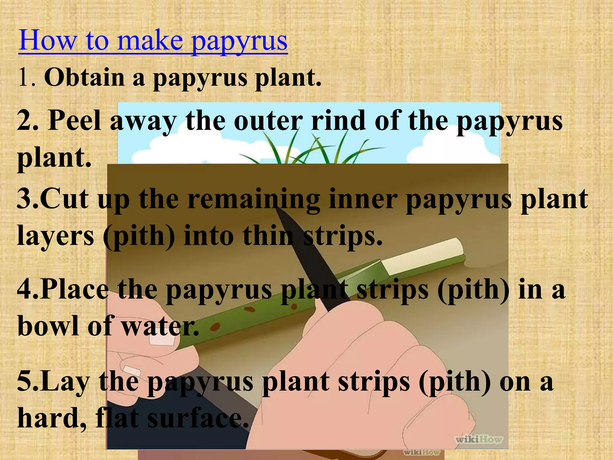 Papyrus | PPTX | Gardening | Home & Garden