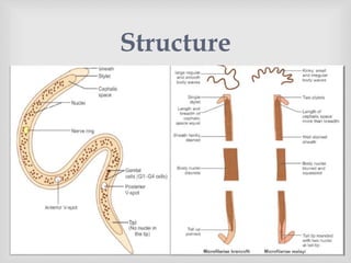 NTDs - Lymphatic filariasis | PPTX