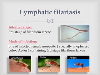 NTDs - Lymphatic filariasis | PPTX