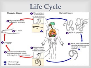 Lymphatic Filariasis Life Cycle