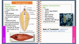Liver Flukes and Intestinal Flukes | PPTX