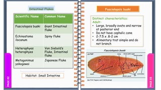 Intestinal Flukes