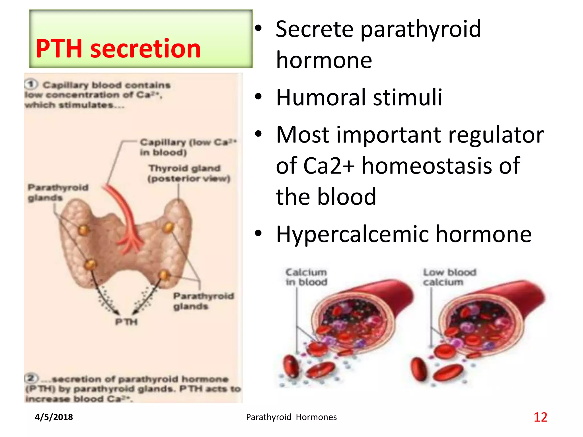 ParaThyroid Hormone Synthesis,Storge Secretion and Transportation | PPTX